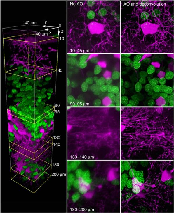 Adaptive optics is used in microscopy. ALPAO deformable mirror ...